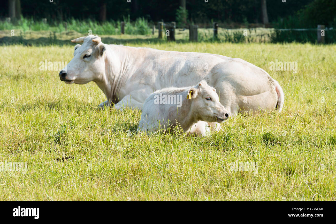 Muscled animal hi-res stock photography and images - Alamy
