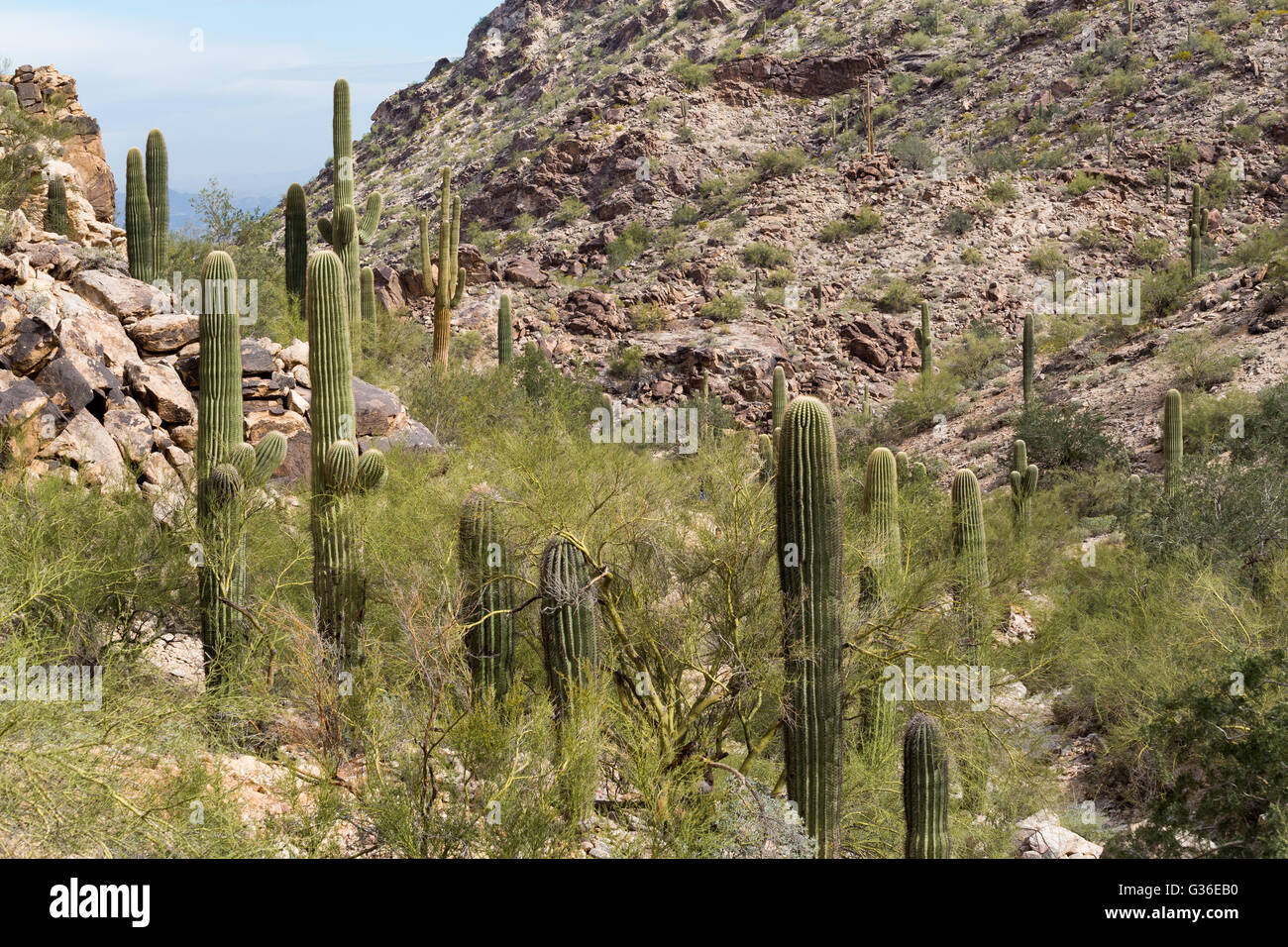 Palo verde trees hi-res stock photography and images - Alamy
