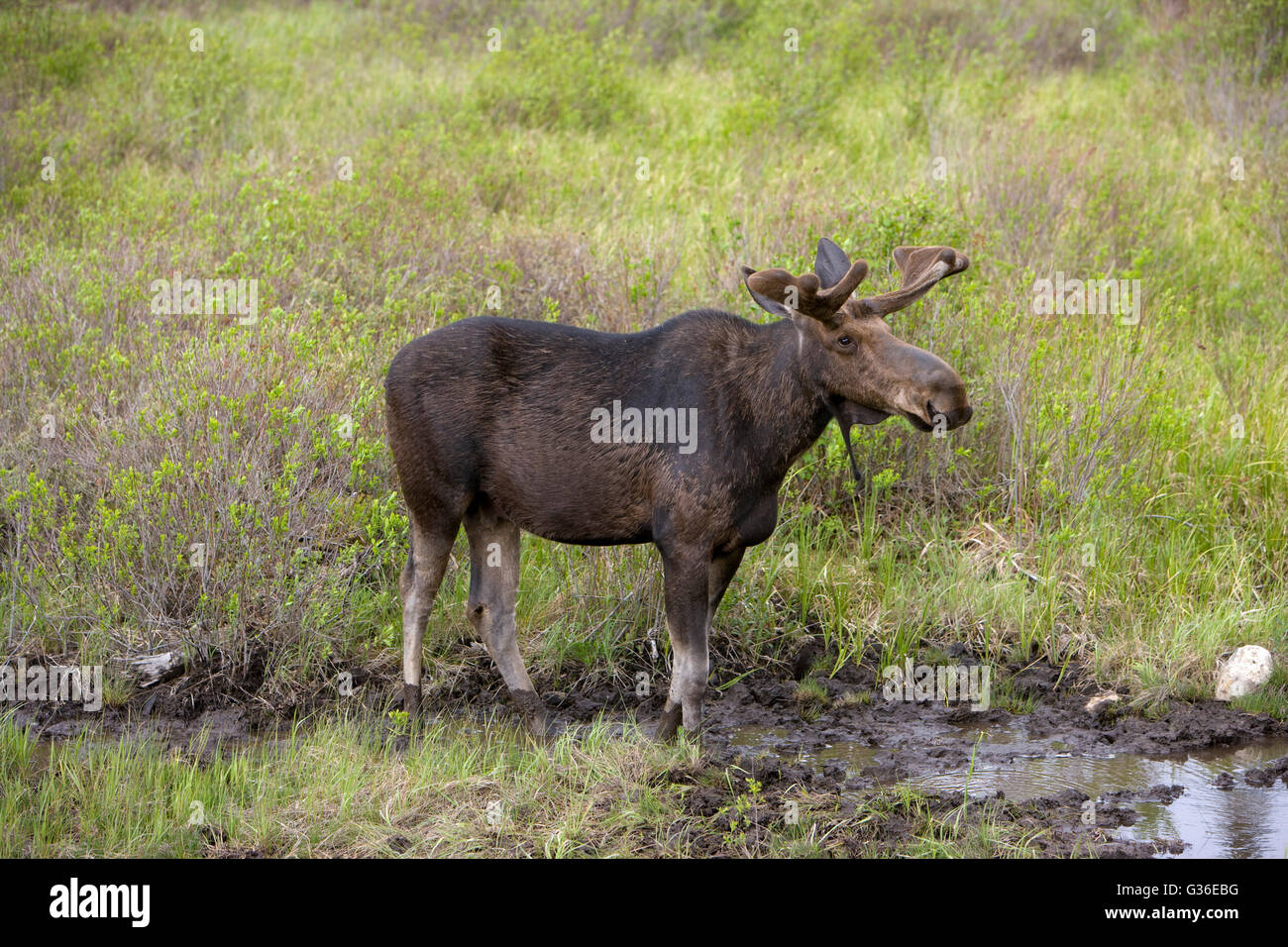 Moose canada hi-res stock photography and images - Alamy