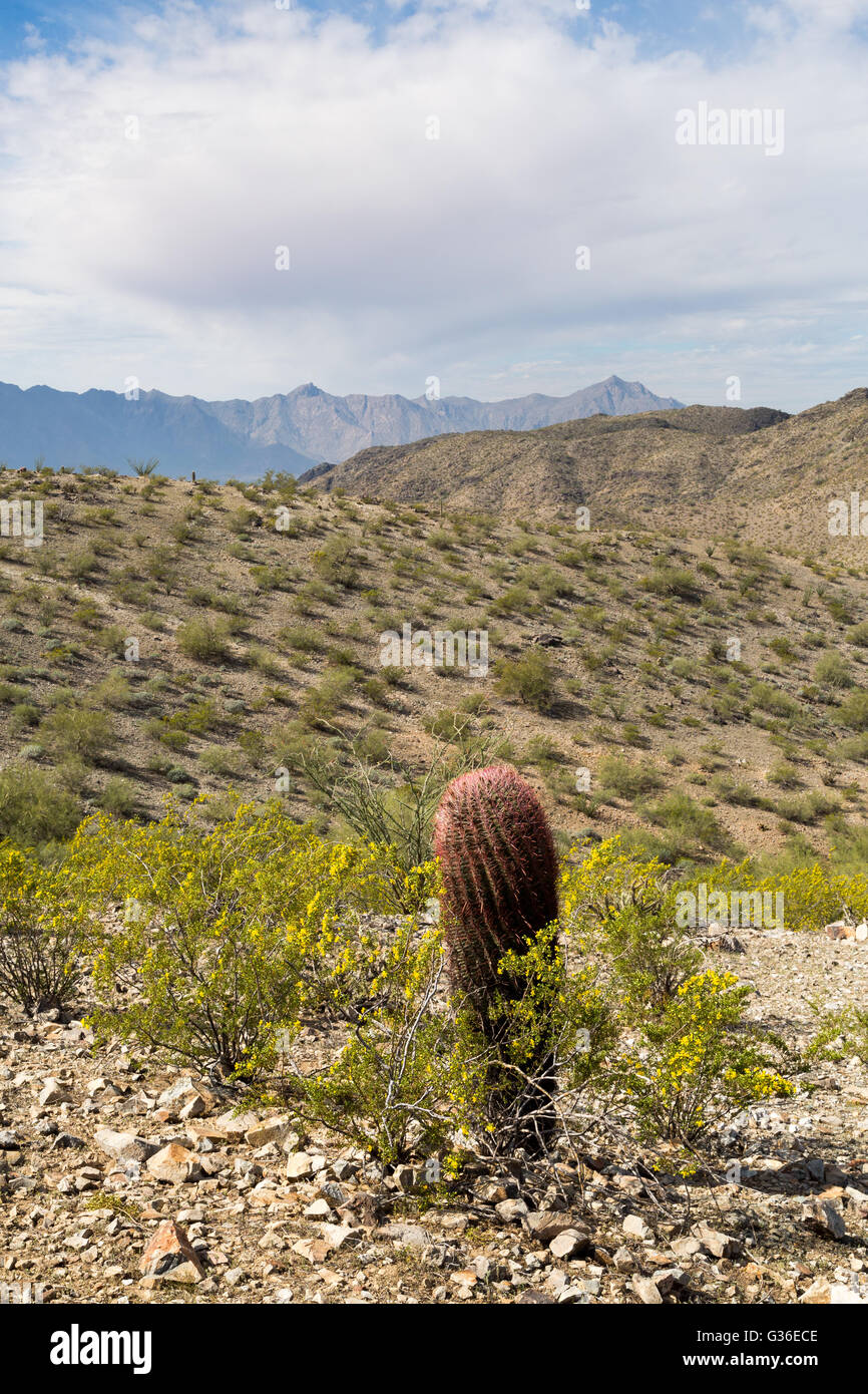A barrel cactus among blooming creosote along the National Trail. South ...
