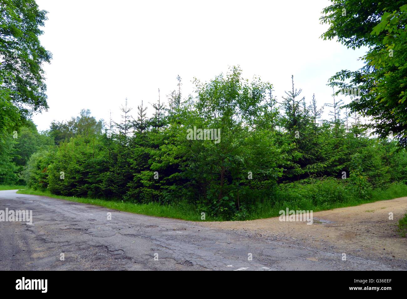 Two fir trees hi-res stock photography and images - Alamy