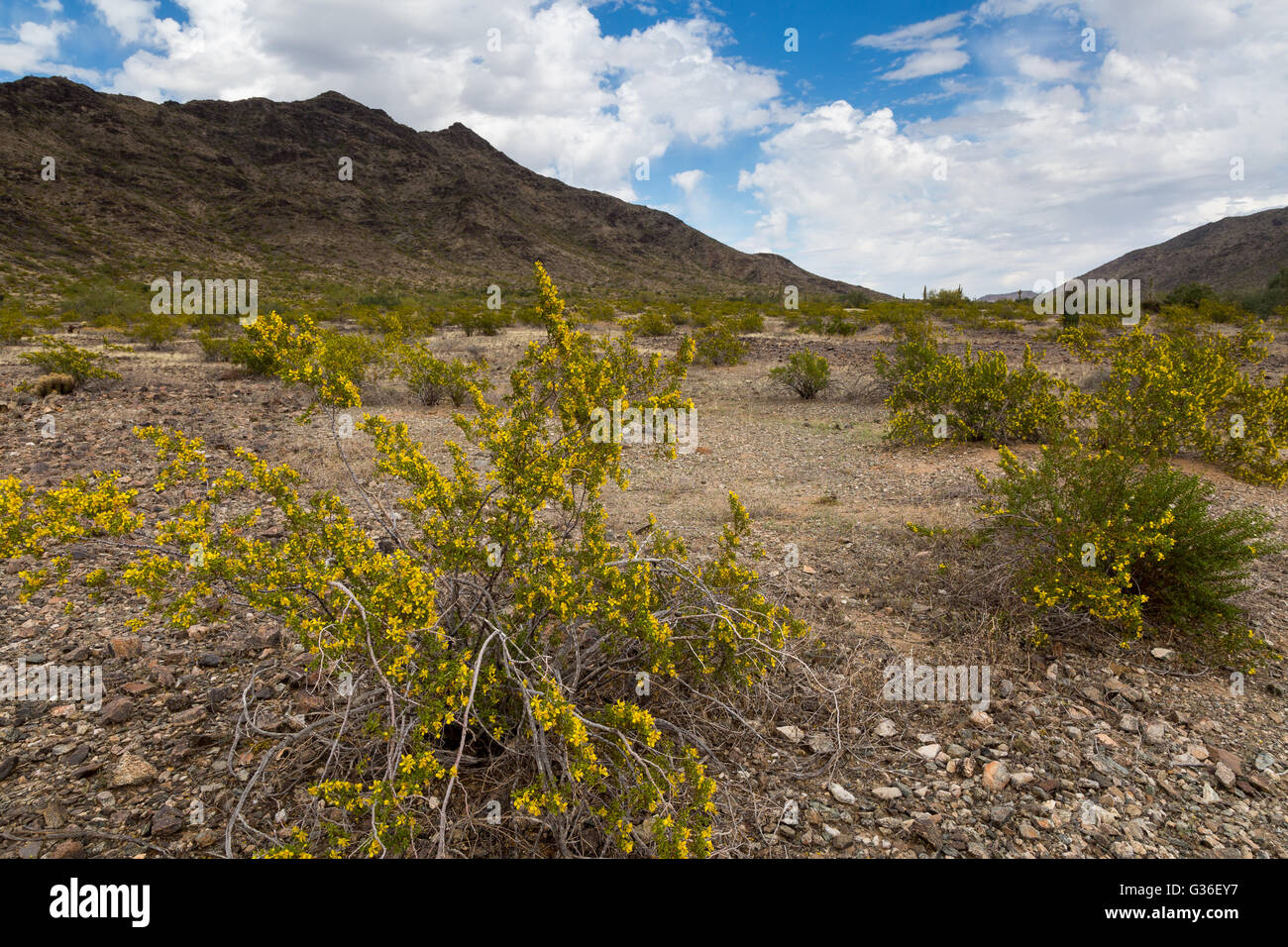 Creosote hi-res stock photography and images - Alamy