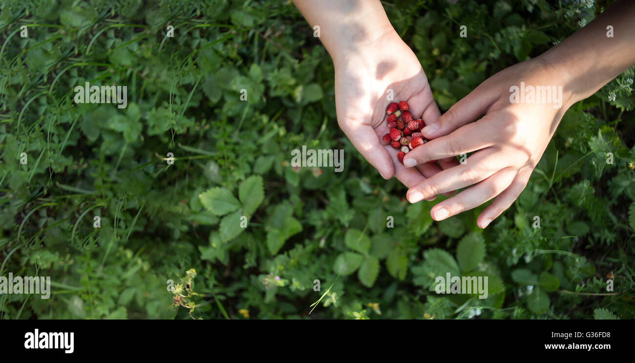 Strawberry in hands Stock Photo - Alamy
