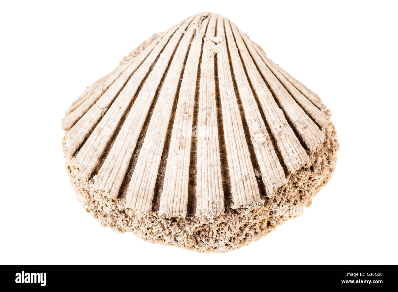 Clam fossil rock hi-res stock photography and images - Alamy