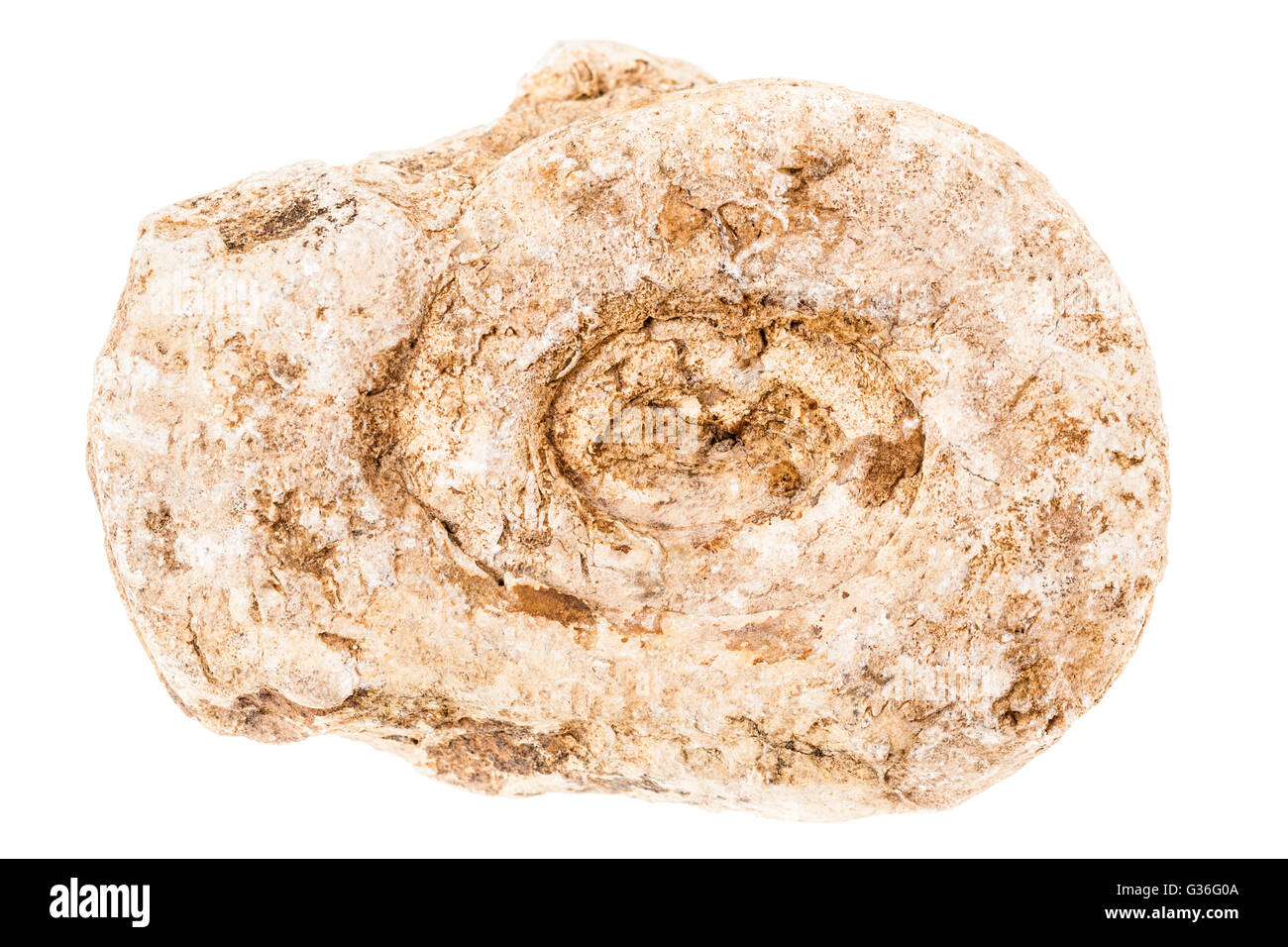 an ancient fossil seashell isolated over a white background Stock Photo ...