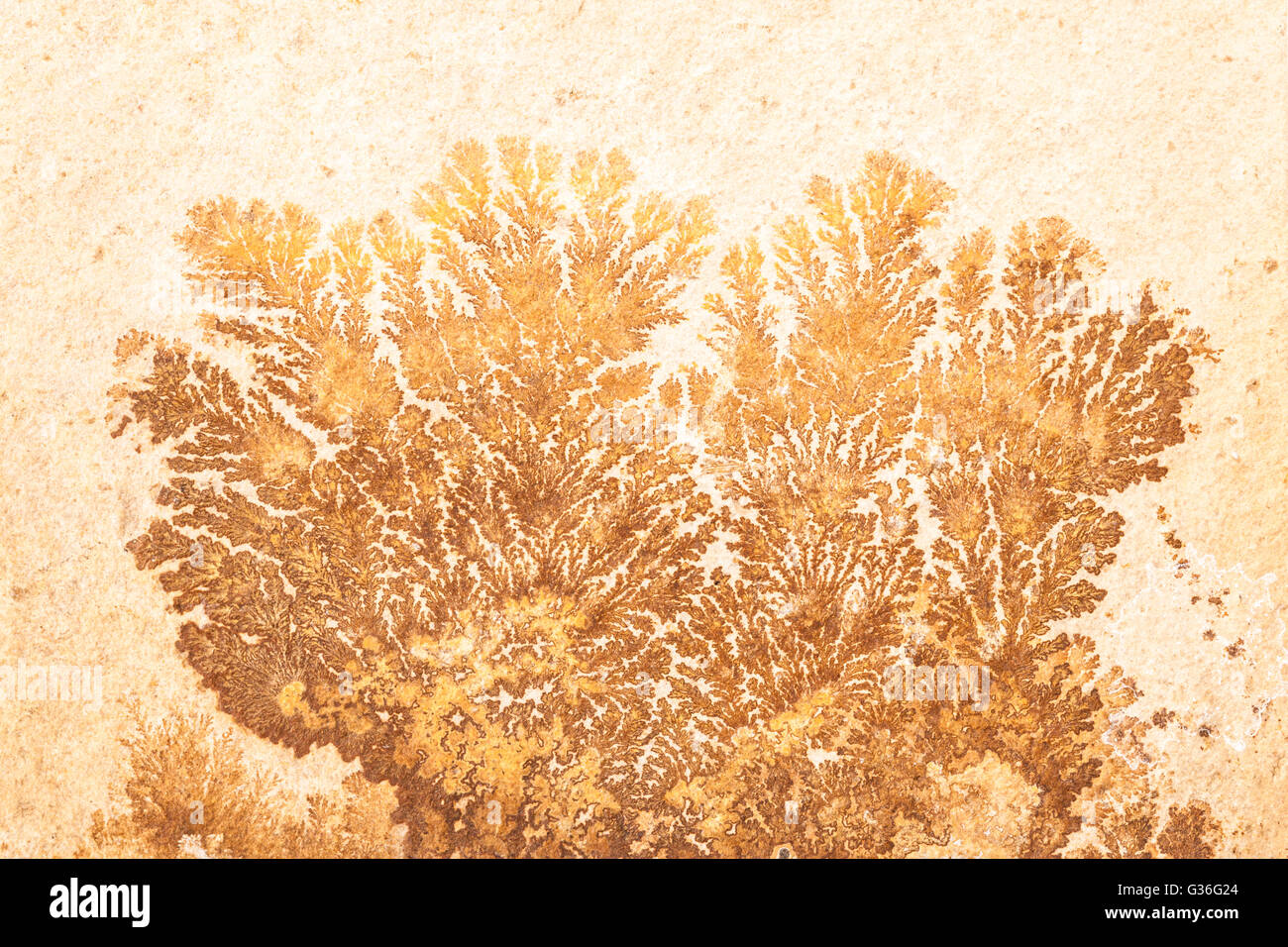 ancient plant fossil on a slice of sandstone or dendritic natural ...