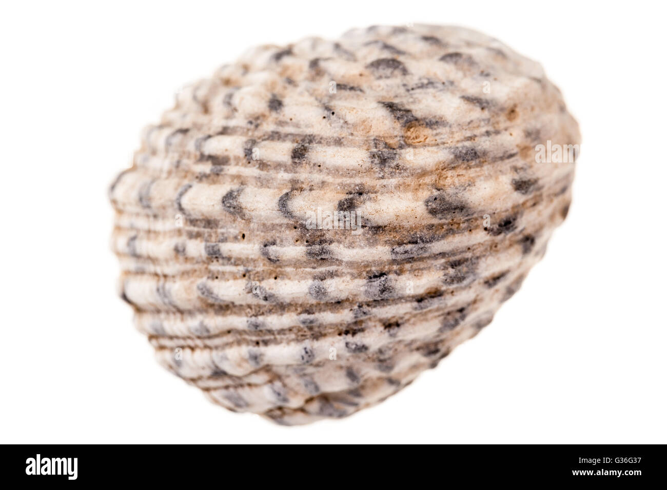 a small seashell isolated over a white background Stock Photo - Alamy