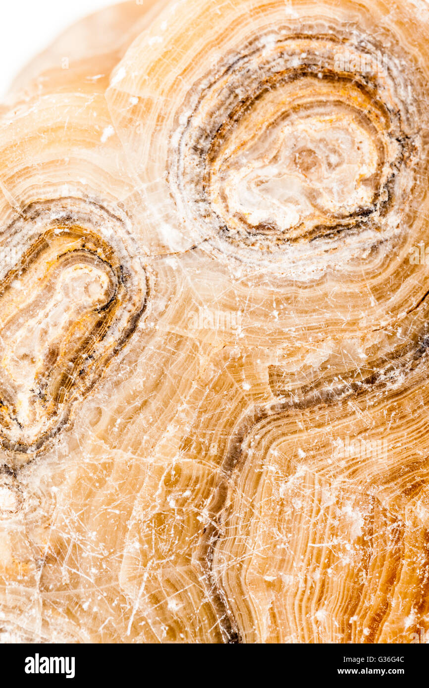 Ancient petrified wood, beautiful multicolored slice. Pure nature ...