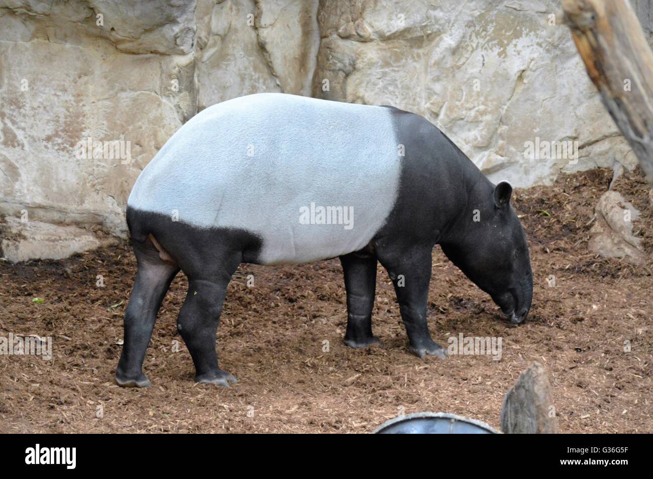 Tapir eating hi-res stock photography and images - Alamy