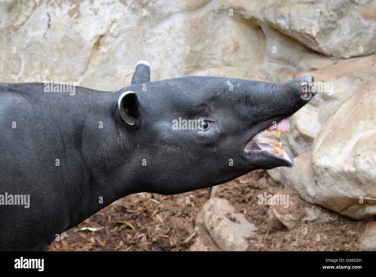 Large tapir hi-res stock photography and images - Alamy