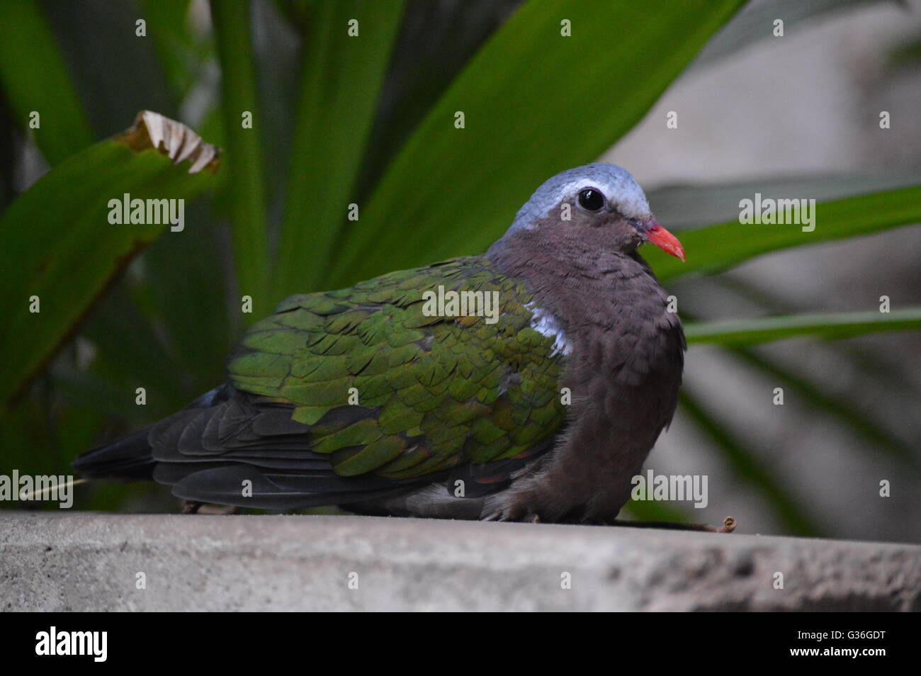Emerald pigeon hi-res stock photography and images - Alamy