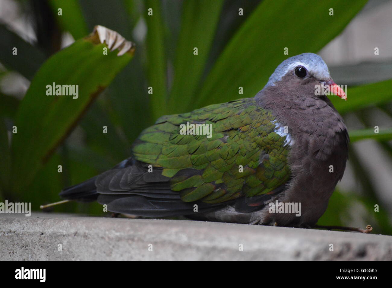 Emerald pigeon hi-res stock photography and images - Alamy