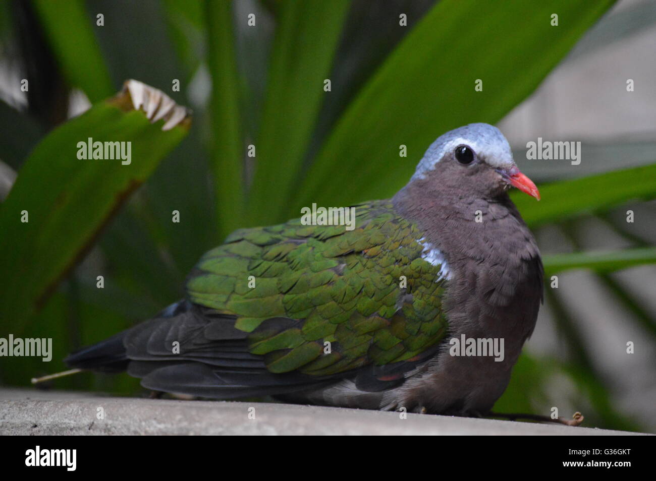 Emerald pigeon hi-res stock photography and images - Alamy