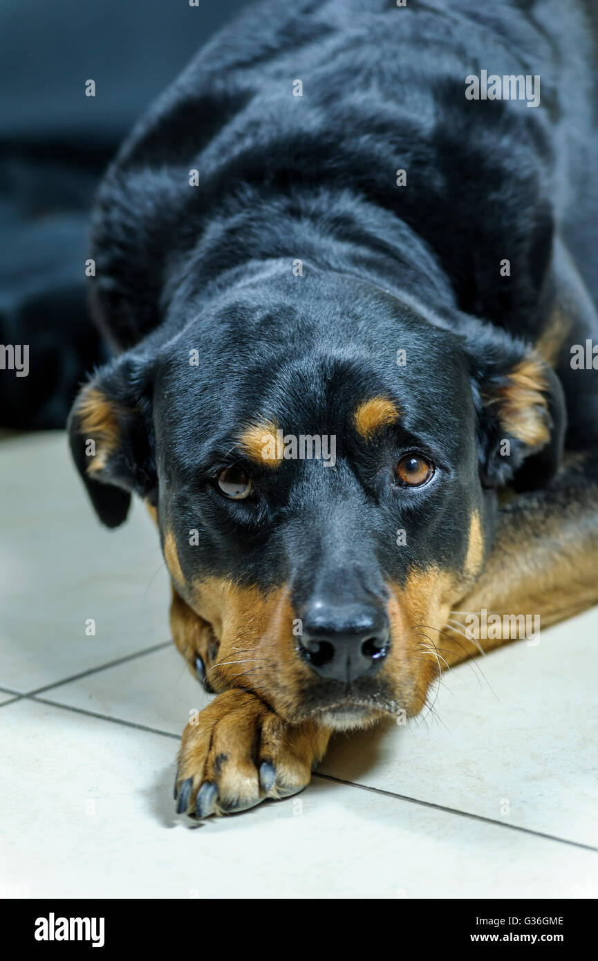 Rottador hi-res stock photography and images - Alamy