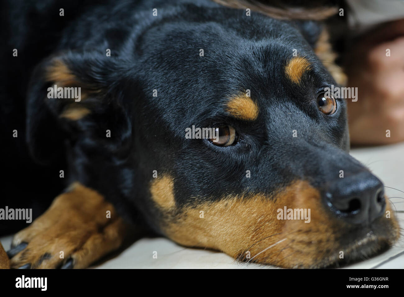 Labrottie hi-res stock photography and images - Alamy