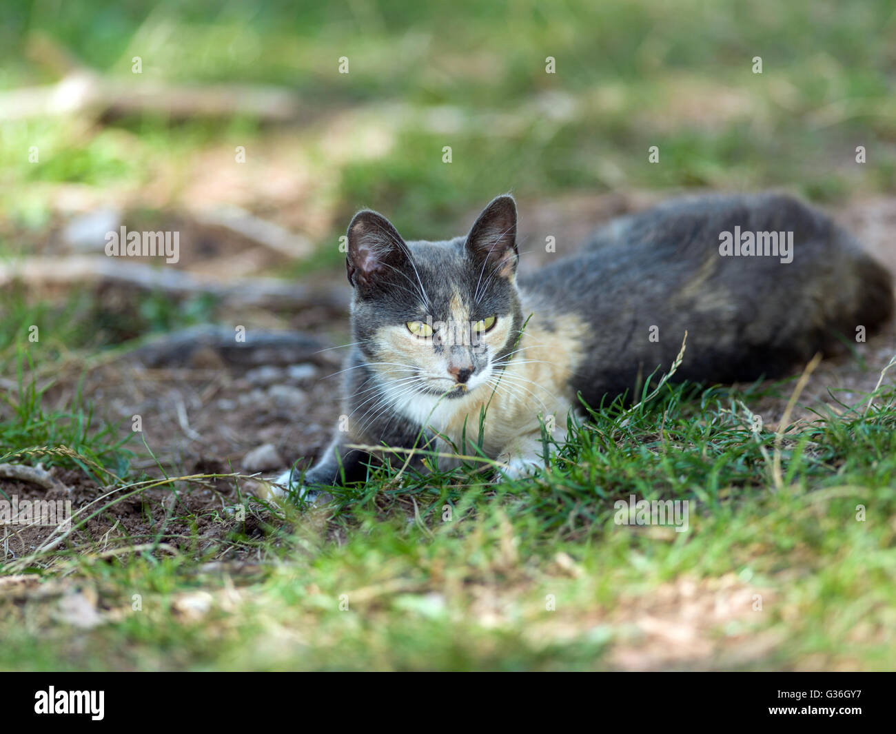 Gray cat with white markings, pink nose and colored eyes in thick grass ...