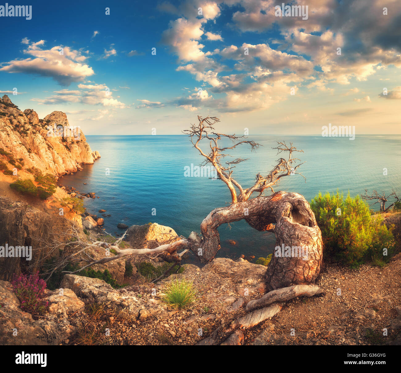 Tree and sea landscape hi-res stock photography and images - Alamy