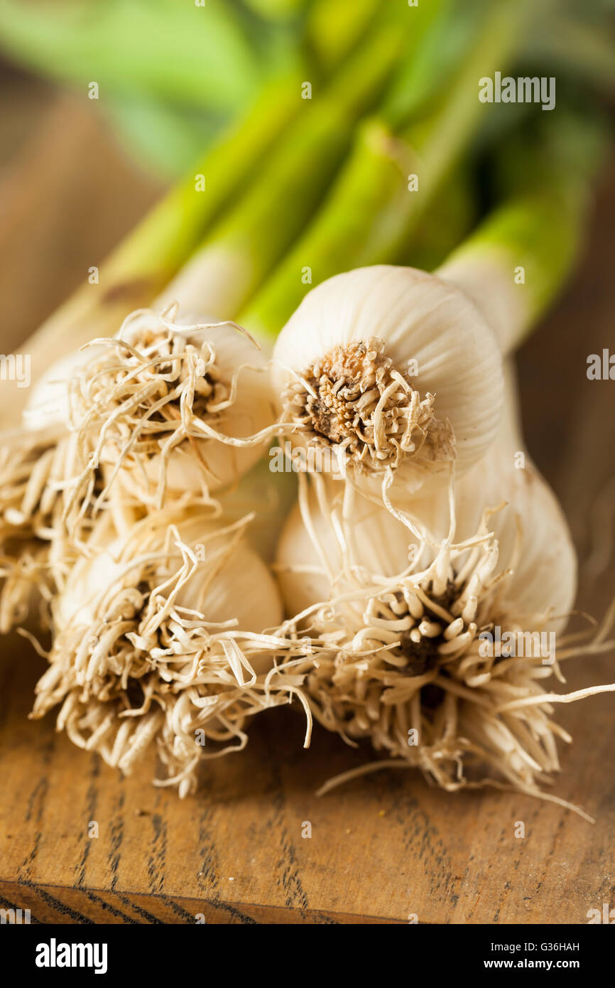 Green garlic cloves hi-res stock photography and images - Alamy