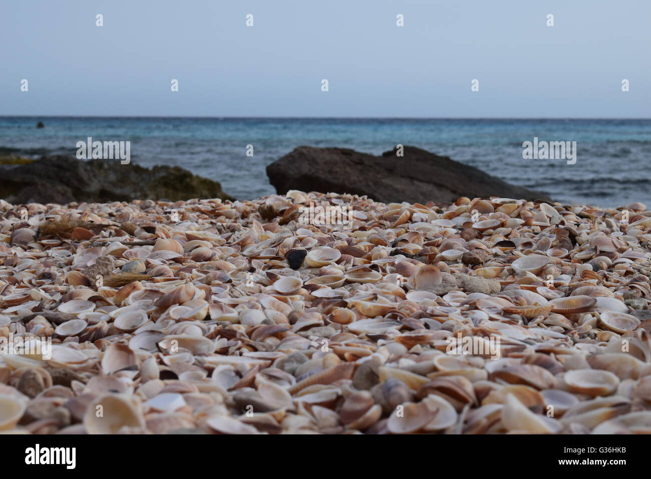 Fossil cockle shell hi-res stock photography and images - Alamy