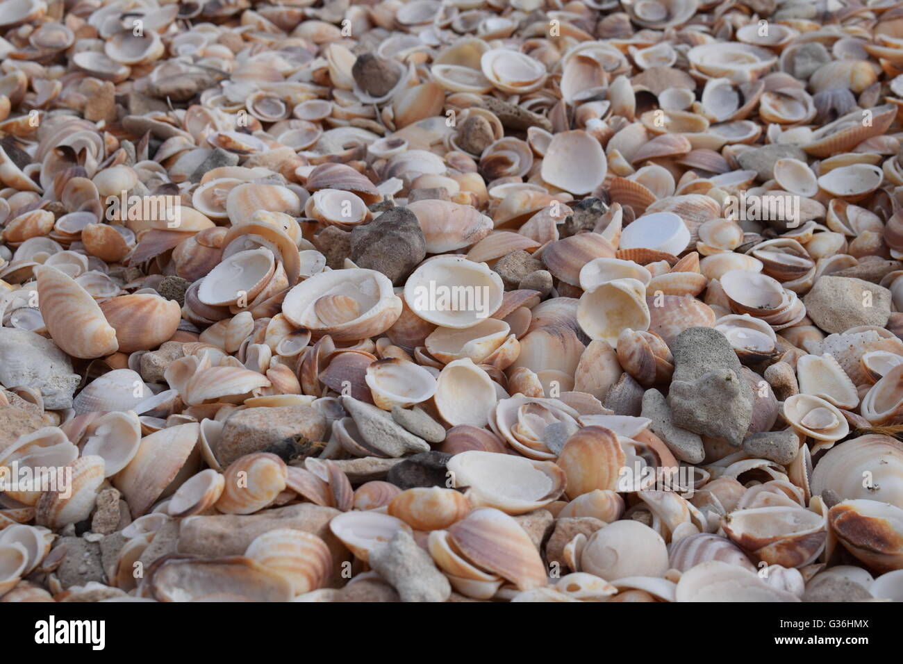 Fossil cockle shell hi-res stock photography and images - Alamy