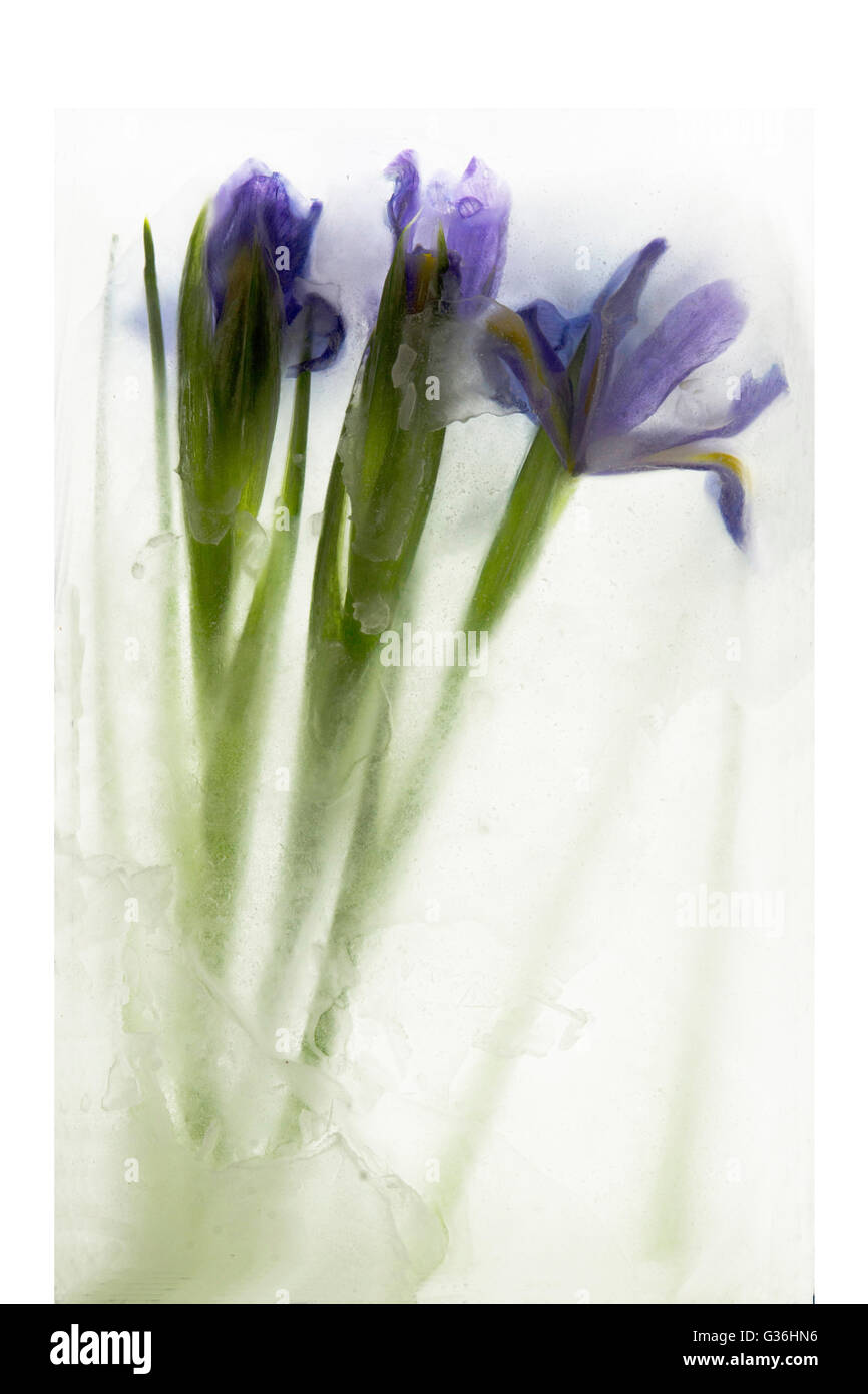 Iris in ice Stock Photo - Alamy