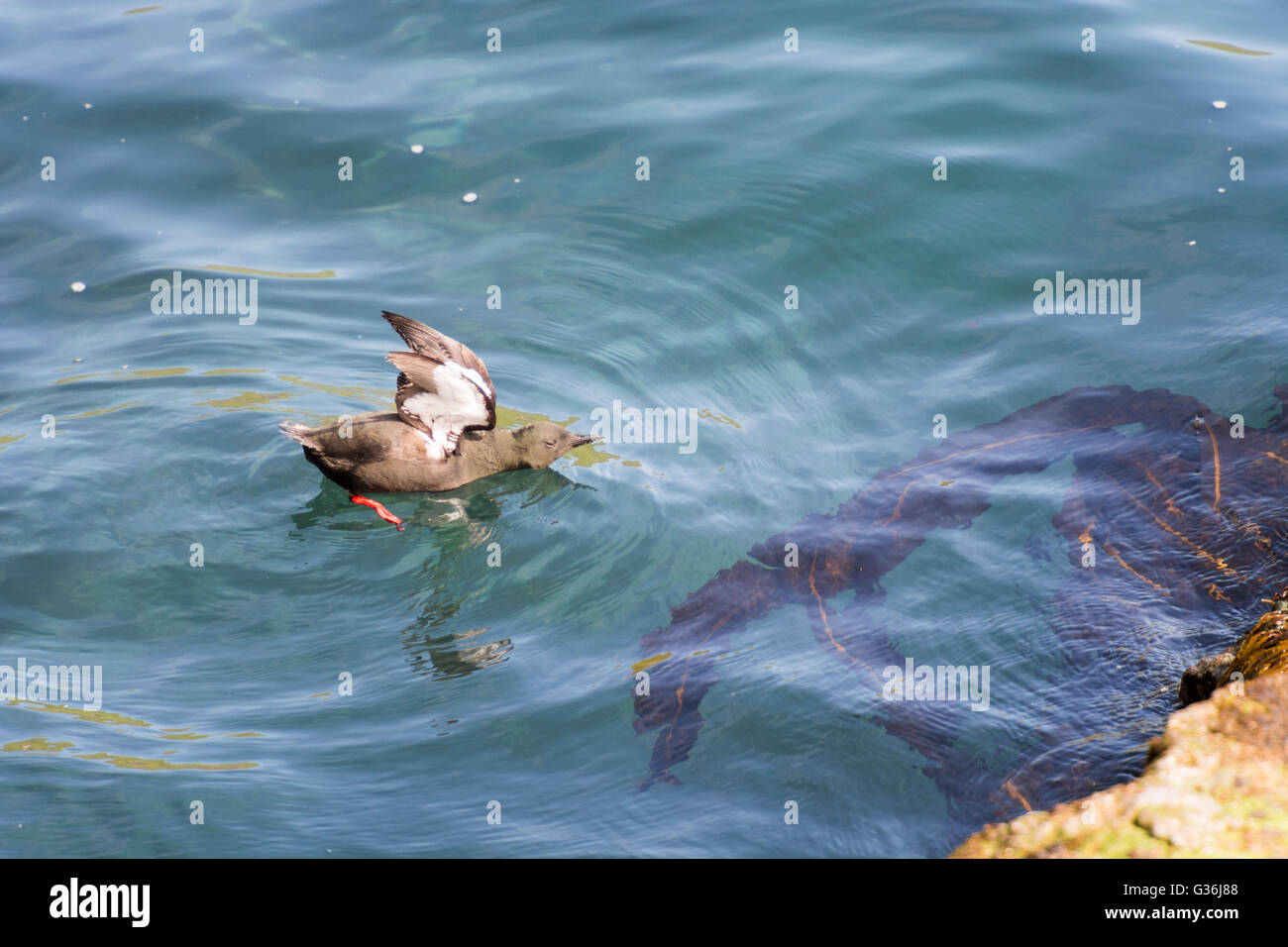 Black Guillemot, Cepphus grylle on water on the Faroe Islands Stock ...