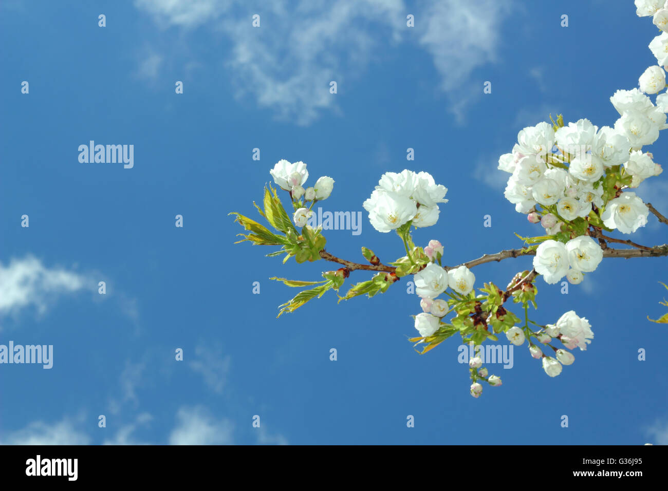 Prunus taihaku flowers hi-res stock photography and images - Alamy