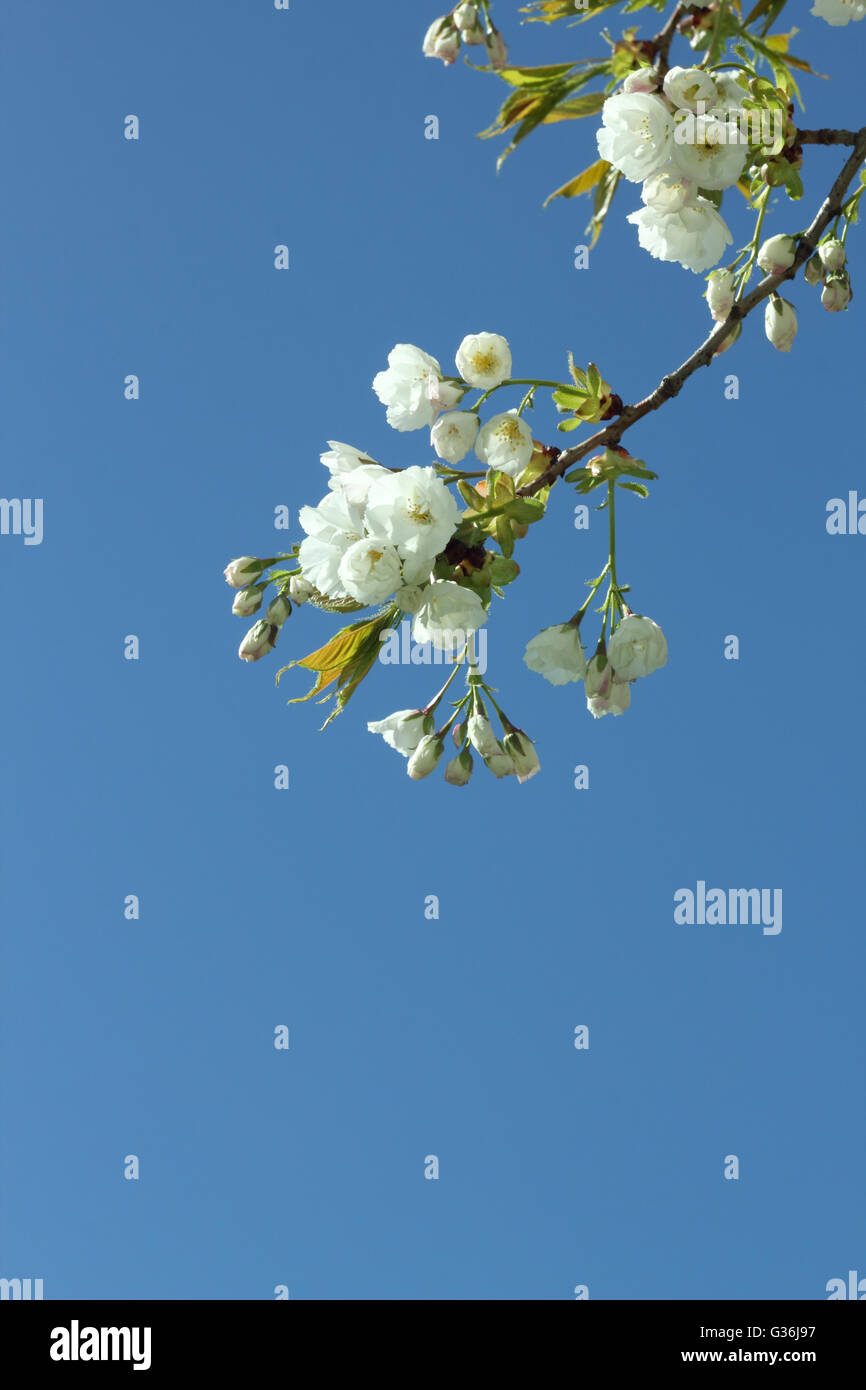 A great white cherry (prunus tai haku) in flower in a park near ...