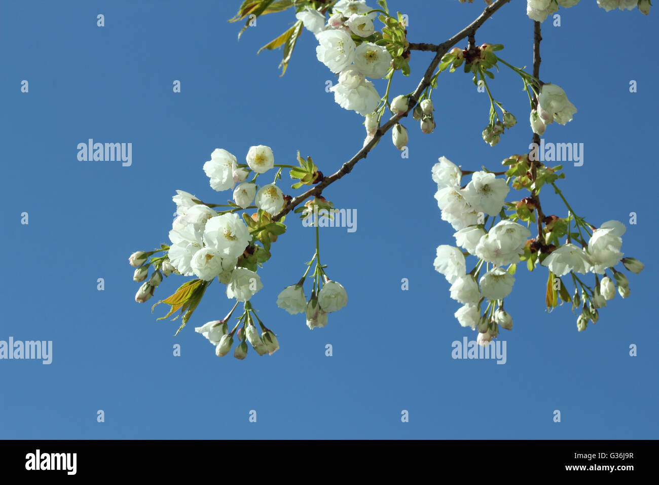 Prunus taihaku flowers hi-res stock photography and images - Alamy