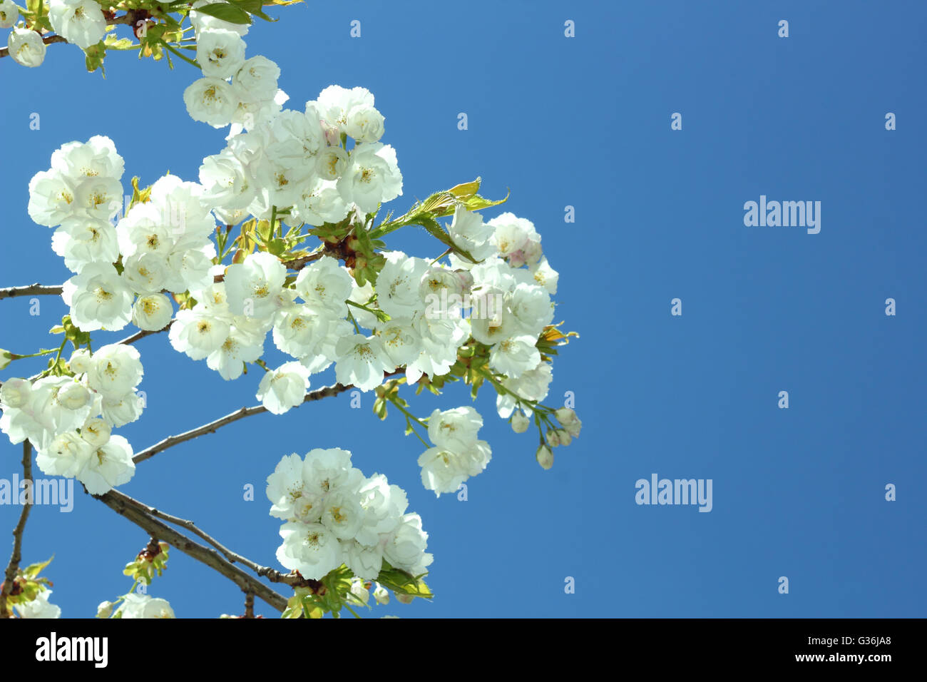 Prunus 'tai haku' close up hi-res stock photography and images - Alamy