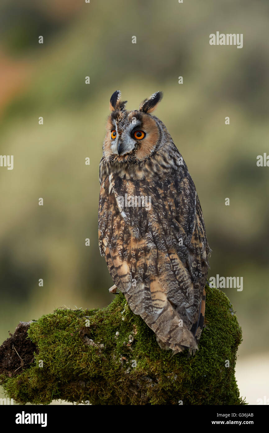 Ave rapaz nocturna hi-res stock photography and images - Alamy