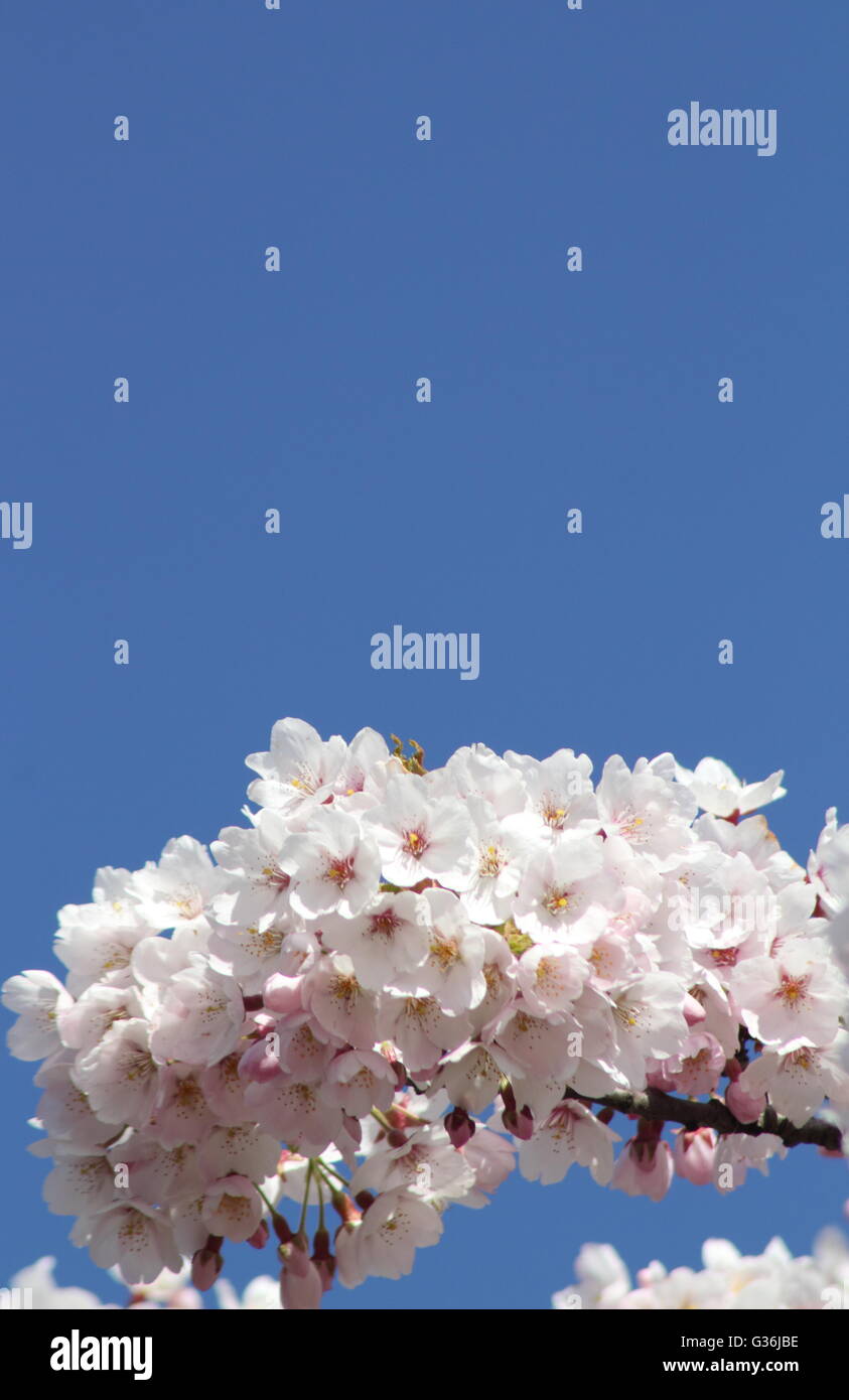 Prunus taihaku flowers hi-res stock photography and images - Alamy