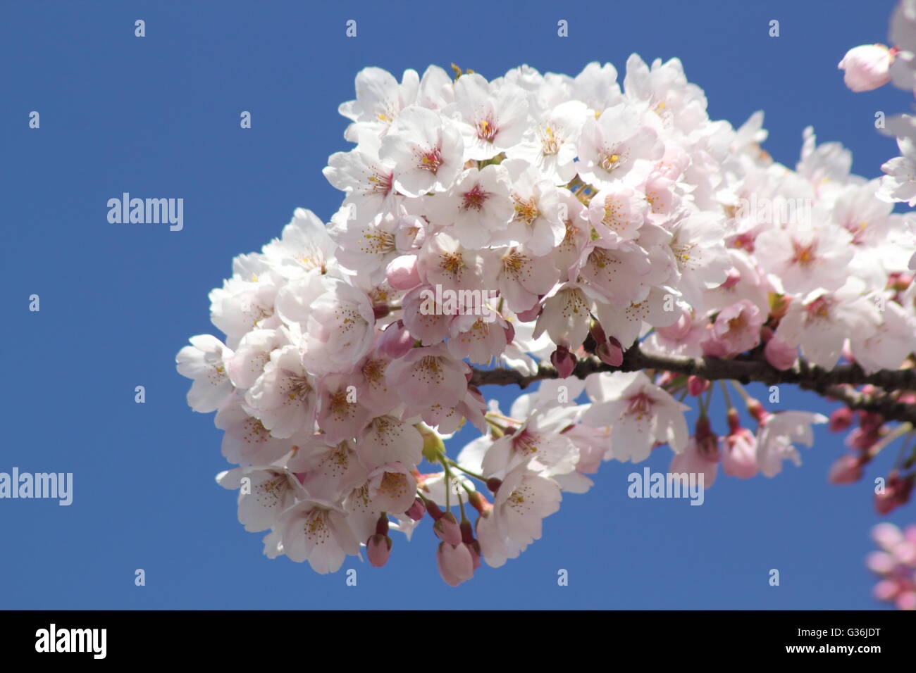 Prunus taihaku flowers hi-res stock photography and images - Alamy