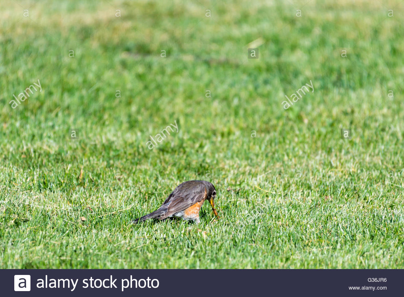 Bird Pulling Worm Stock Photos & Bird Pulling Worm Stock Images - Alamy