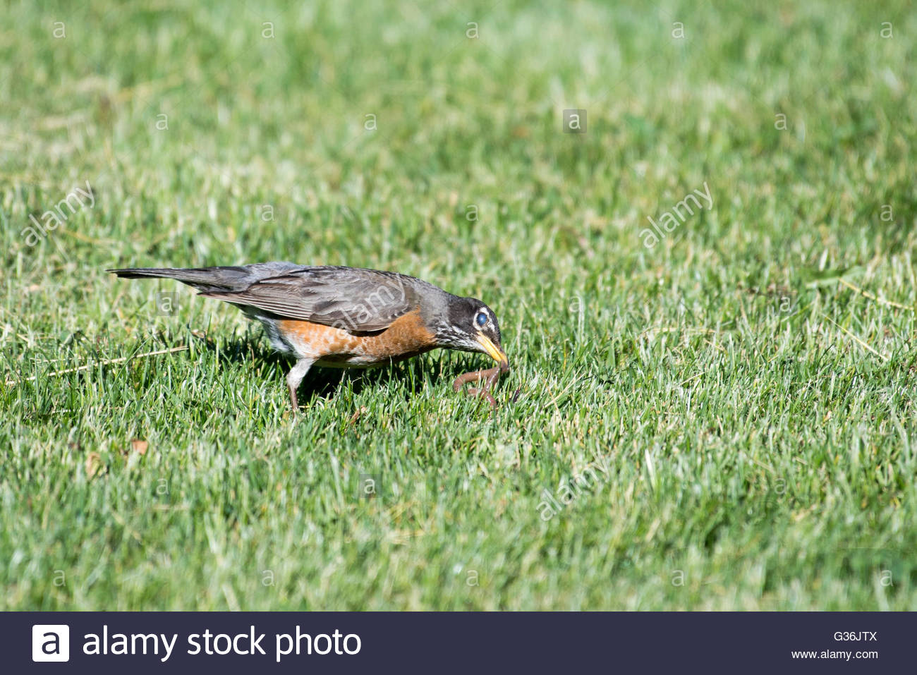Bird Pulling Worm Stock Photos & Bird Pulling Worm Stock Images - Alamy