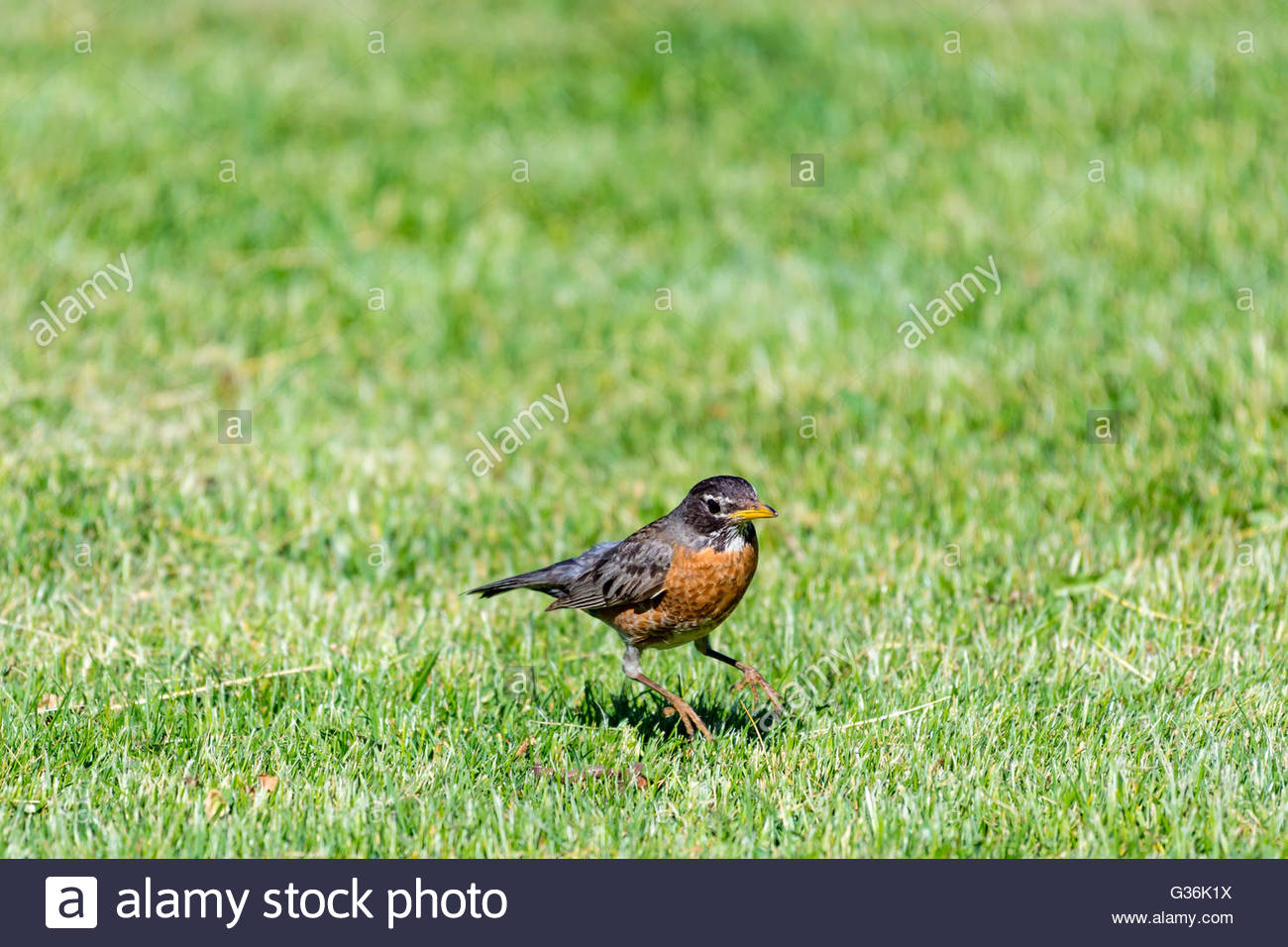 Robin Worm Ground Stock Photos & Robin Worm Ground Stock Images - Alamy