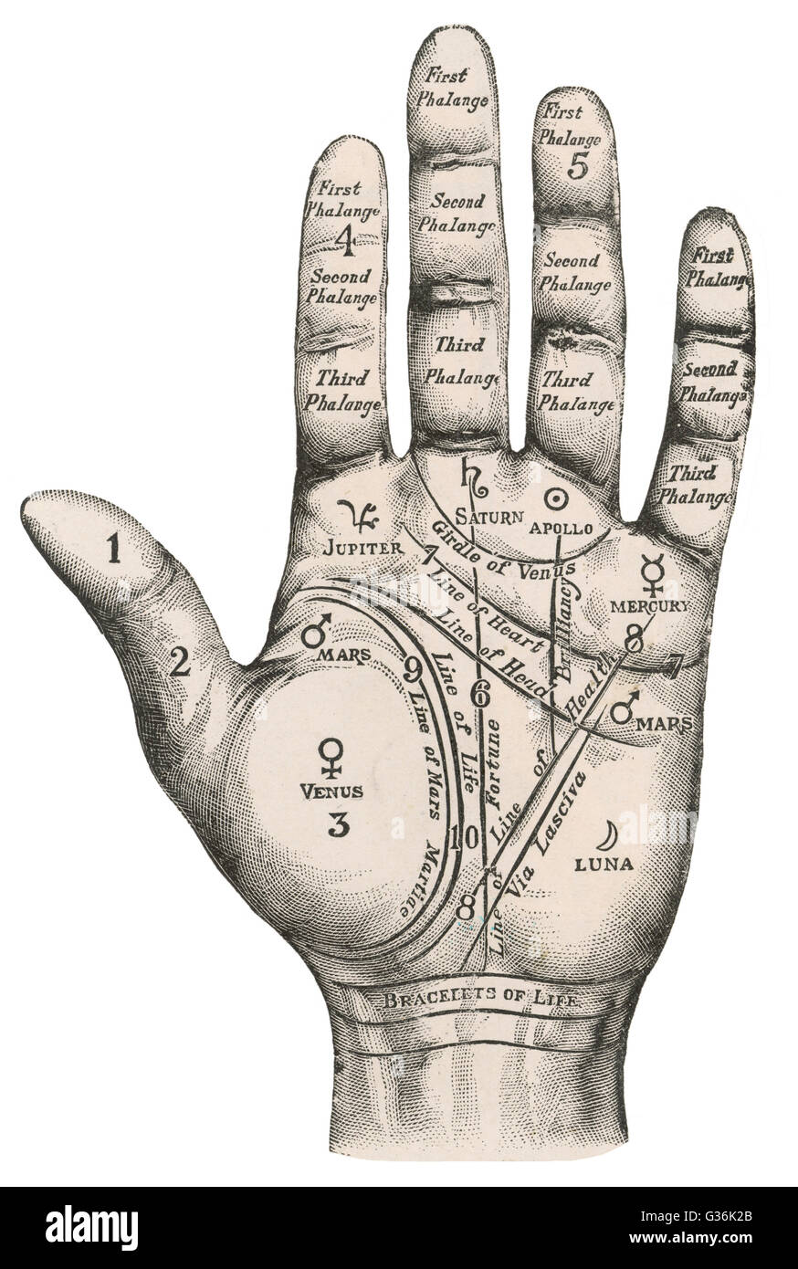 Palmistry Hand Drawing Clipart