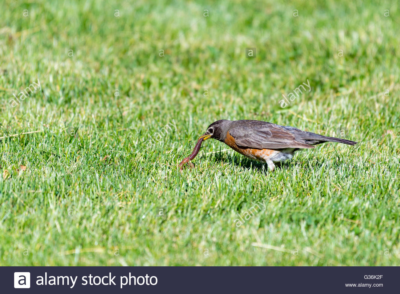 Bird Pulling Worm Stock Photos & Bird Pulling Worm Stock Images - Alamy