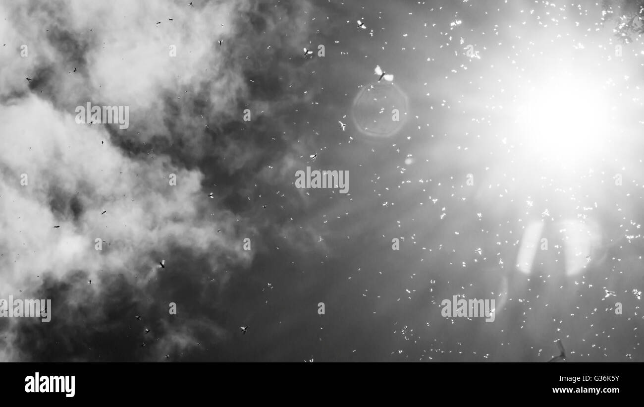 Swarm of flies hi-res stock photography and images - Alamy