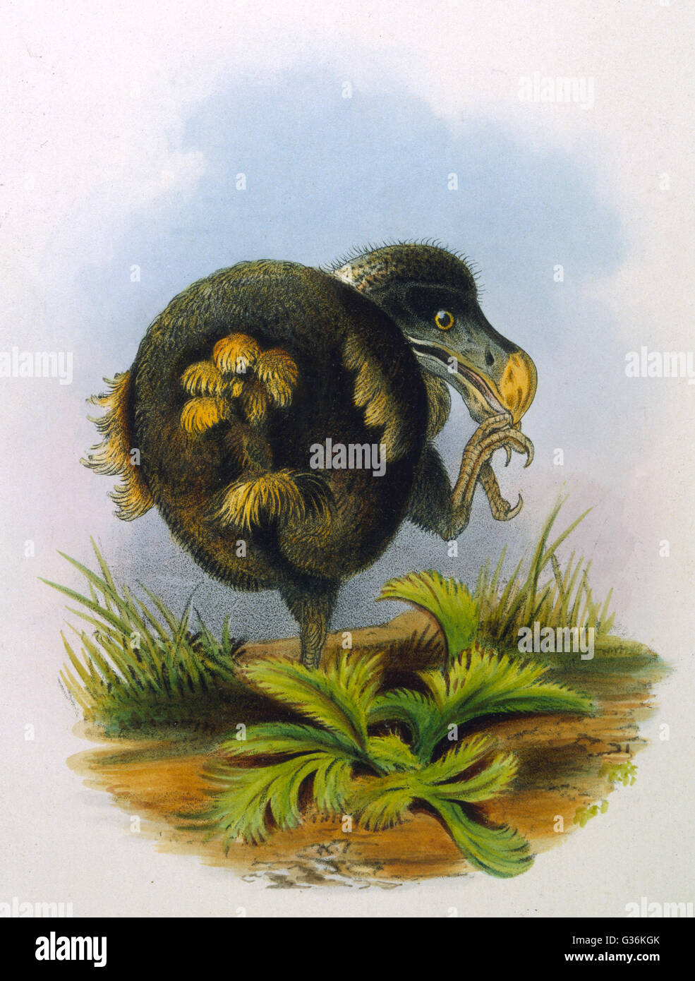 Dodo Birds Stock Photos & Dodo Birds Stock Images - Alamy