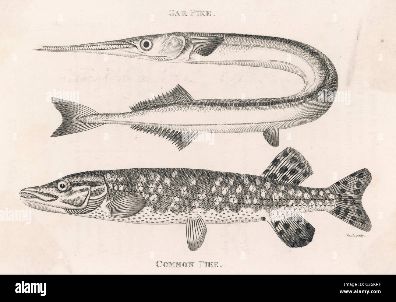 Gar Pike and Common Pike fish Stock Photo - Alamy