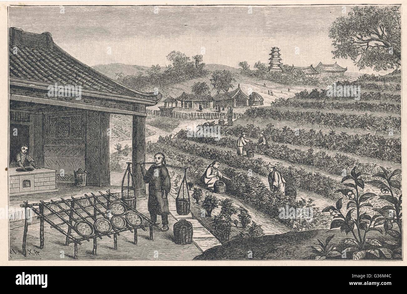 Southern Plantation Layout 1800