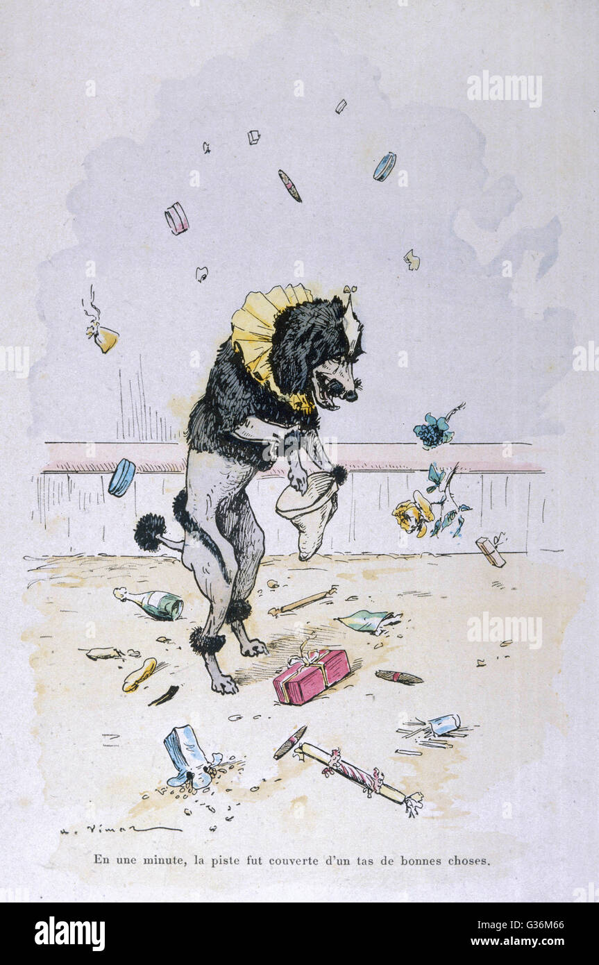 Performing dog at the circus Stock Photo - Alamy