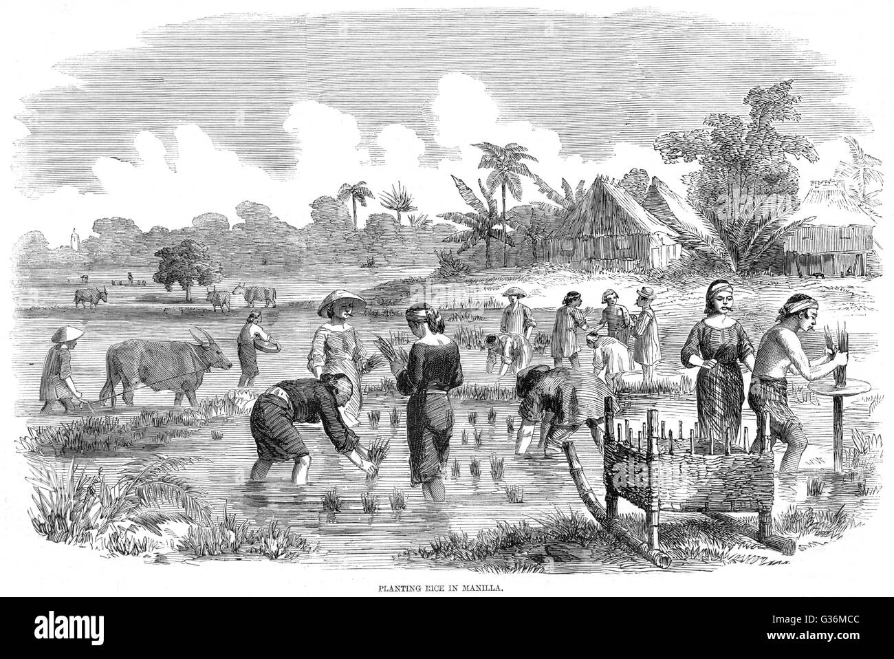 Rice cultivation in Manila, Philippines Stock Photo - Alamy