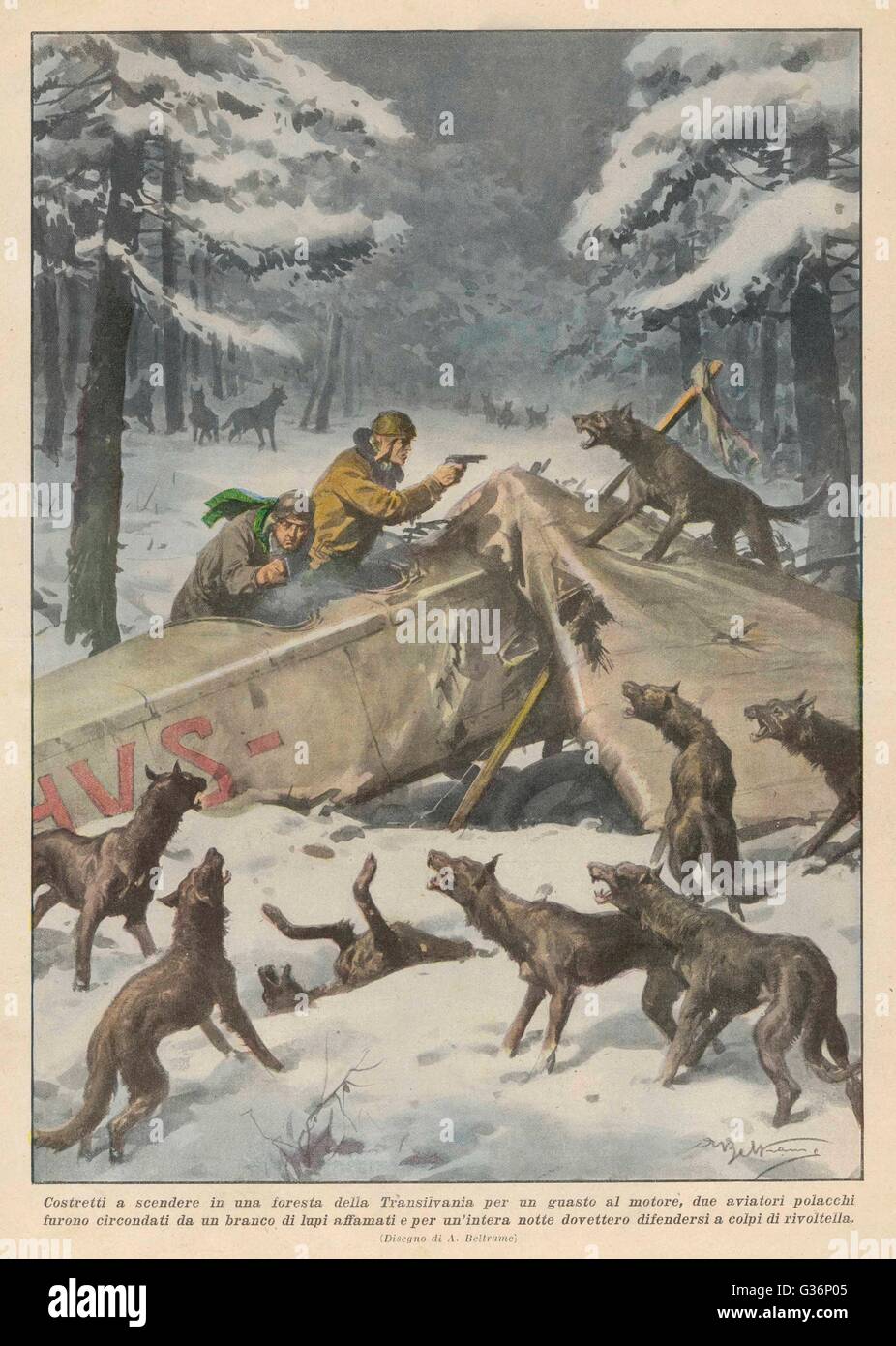 Romanian wolves hi-res stock photography and images - Alamy