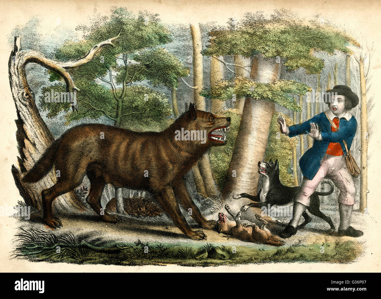 Traveller and dog attacked by a wolf Stock Photo - Alamy