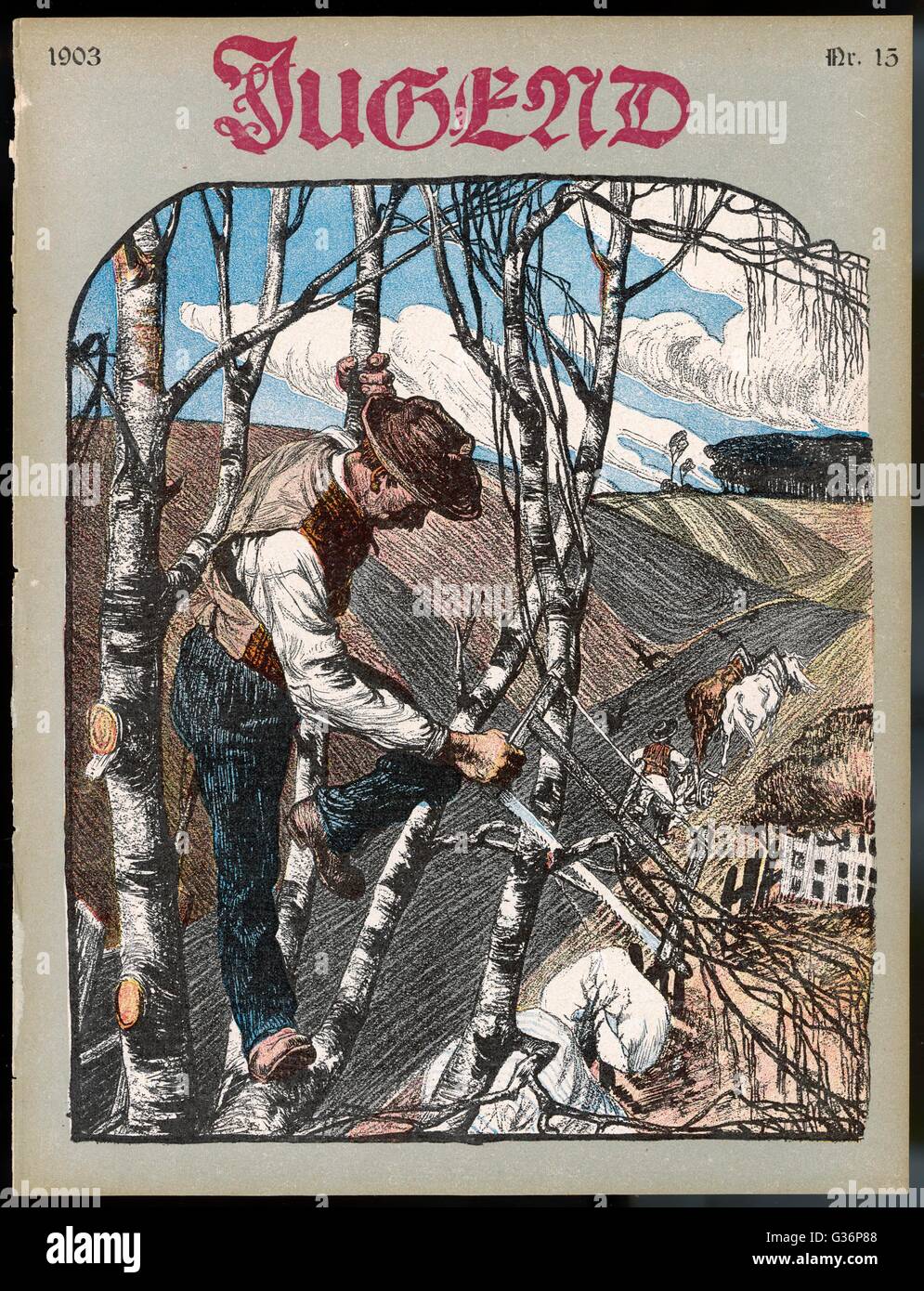 German farmer pruning his birch trees Stock Photo - Alamy