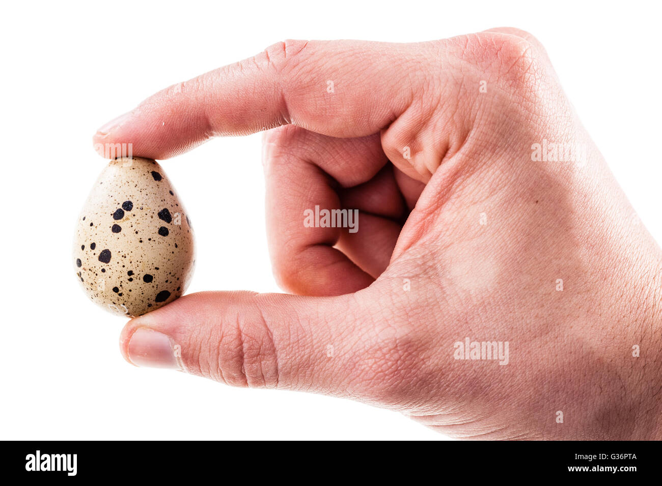 a hand holding some quail eggs isolated over a white background Stock ...