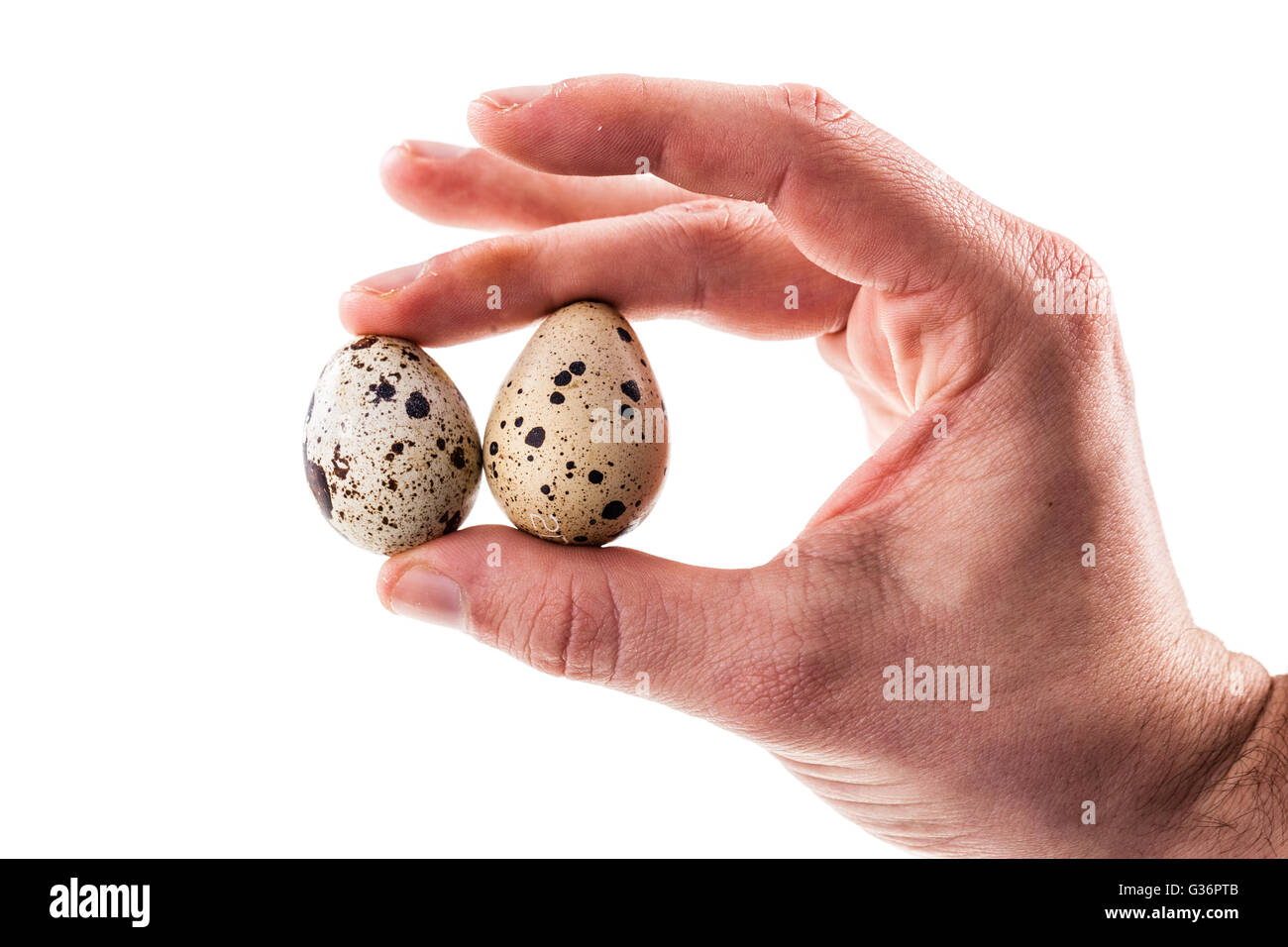 a hand holding some quail eggs isolated over a white background Stock ...