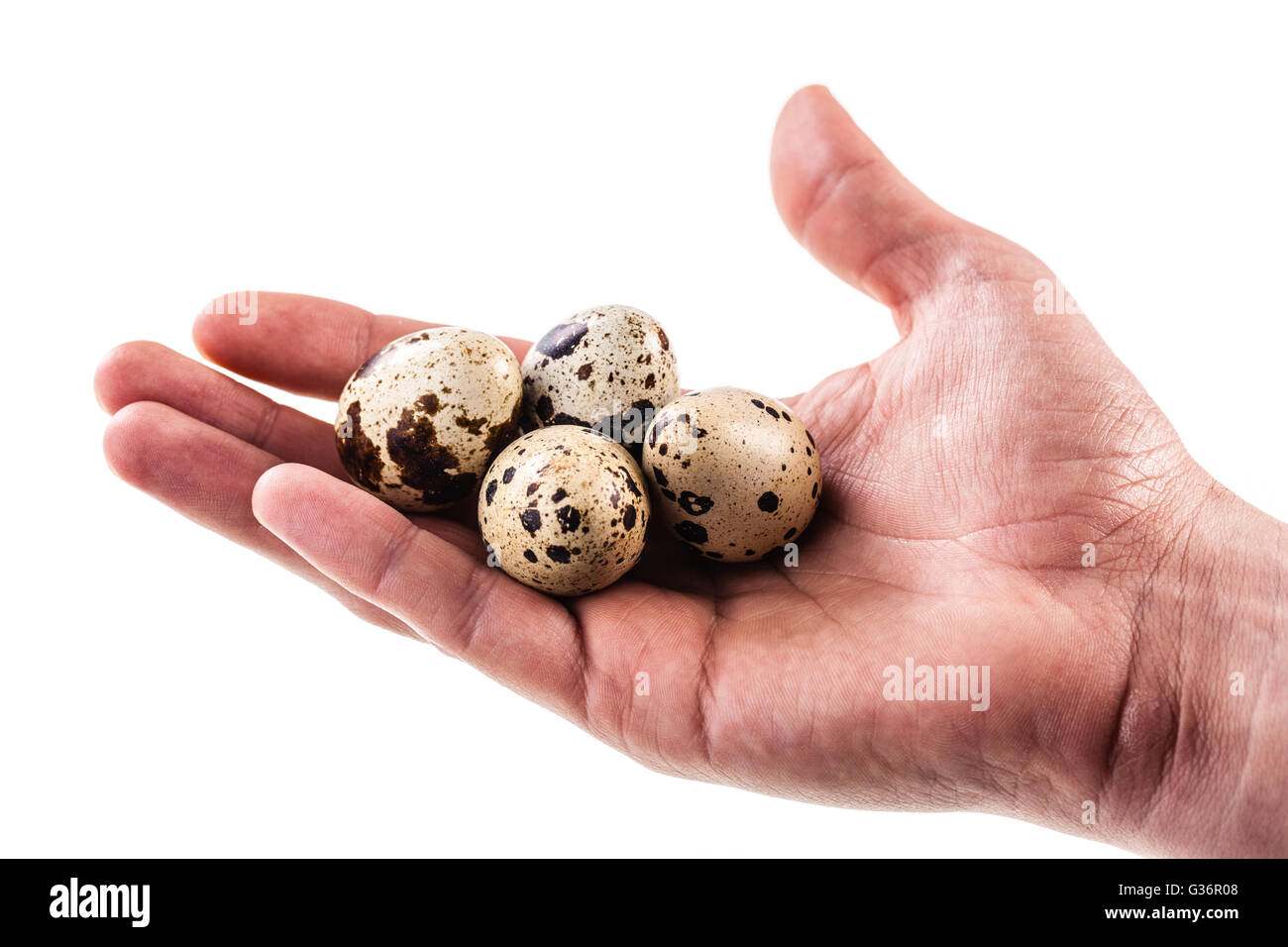 a hand holding some quail eggs isolated over a white background Stock ...